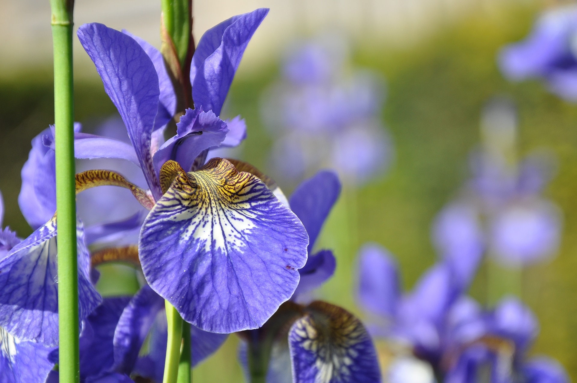 De mooiste vaste planten die blauw bloeien| De Magische Kamer